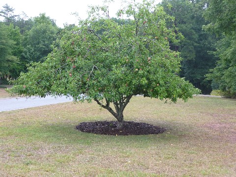 More Mulching and Vertical Mulching