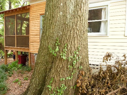 More Mulching and Vertical Mulching